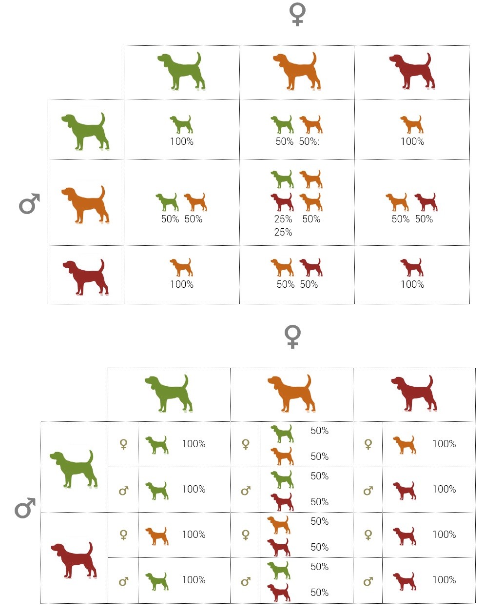 Inherited diseases in dogs Archives - AnimaLabs©